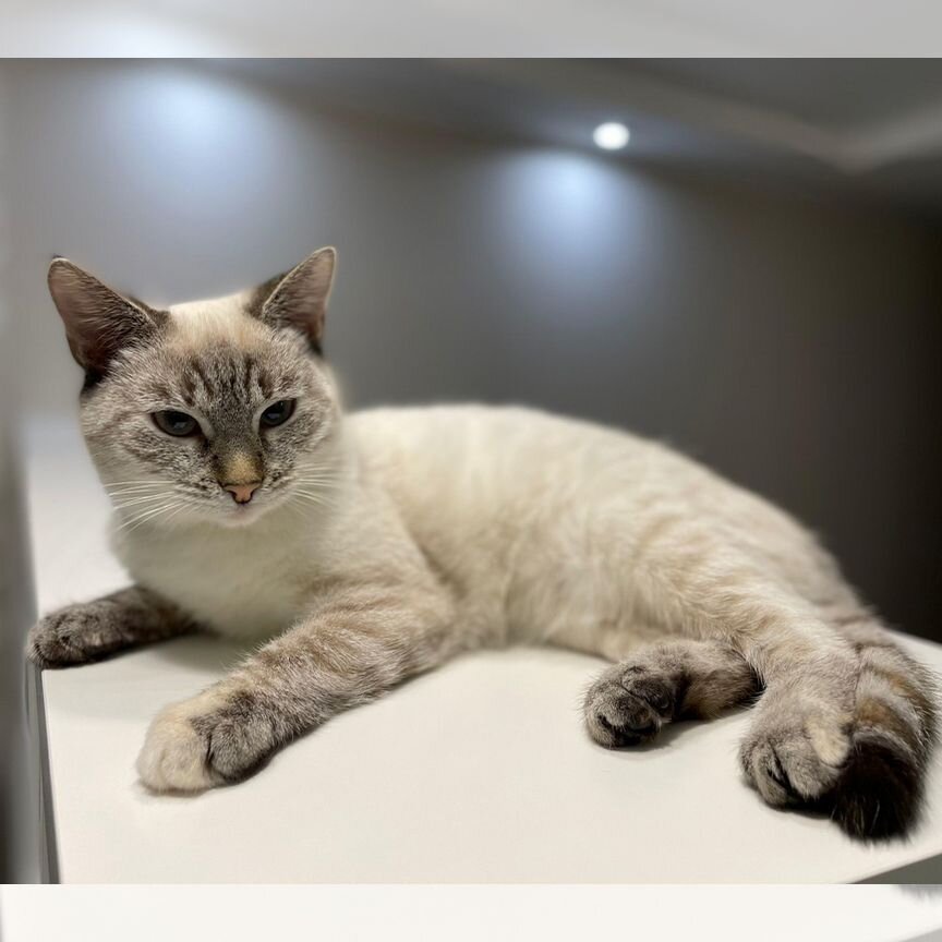 Тайская кошечка