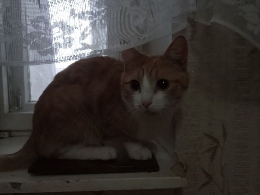 Молодой котик
