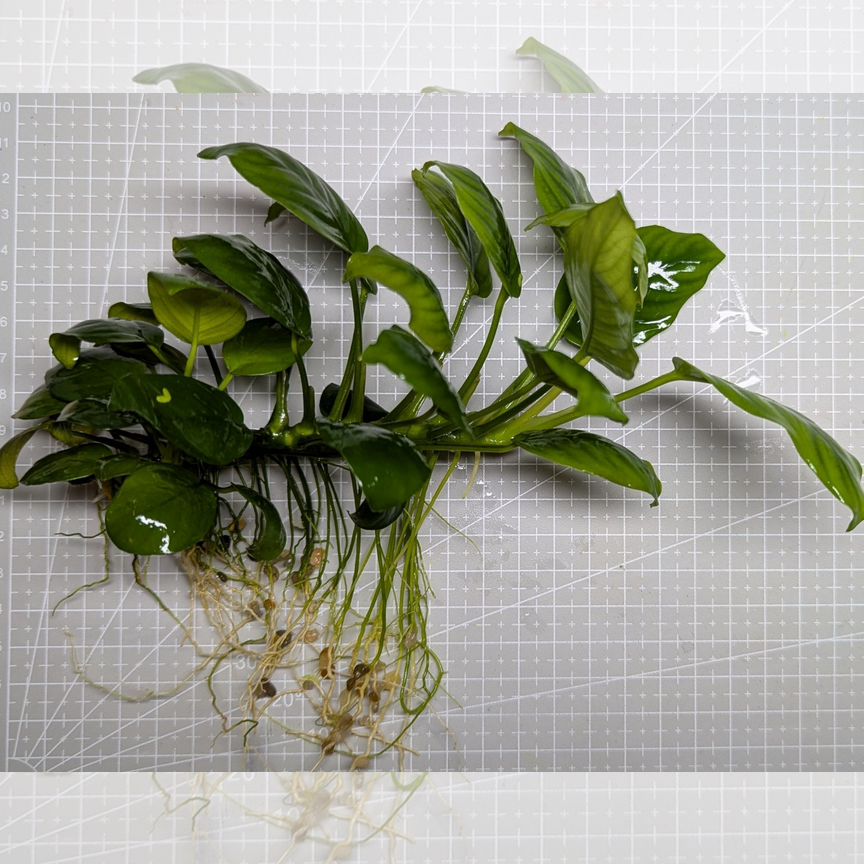 Аквариумное растение анубиас