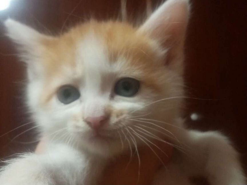 Котейка в дар