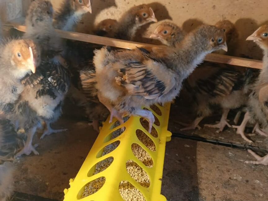 Орпингтон цыплята