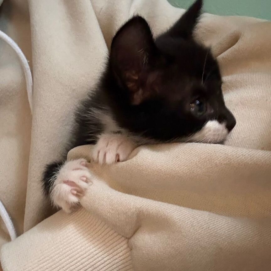 Котёнок в добрые руки