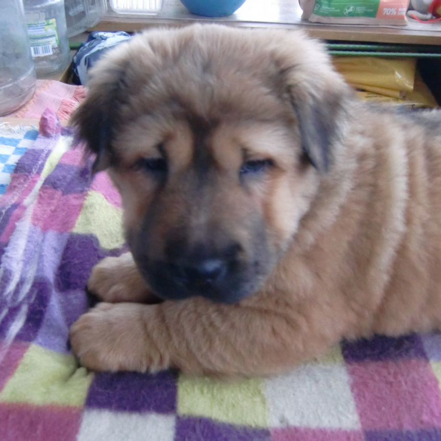 Отдам в добрые руки щенков