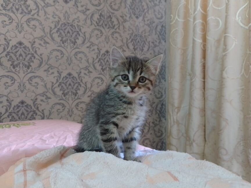 Котята