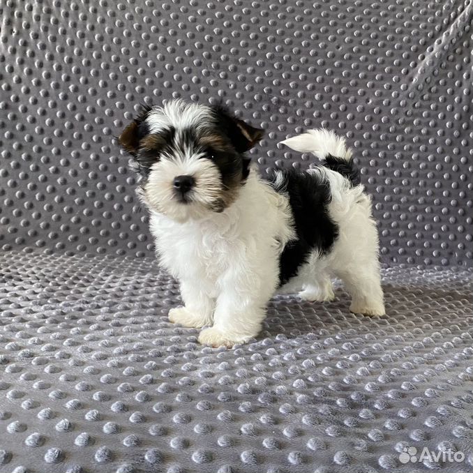 Бивер терьер (цветной йорк)