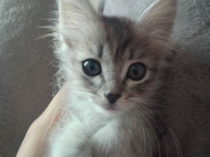 Котёнок