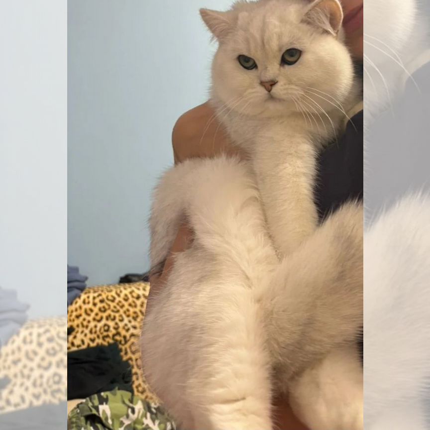 Британский короткошёрстный, взрослый кот