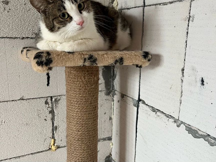 Котик в добрые руки