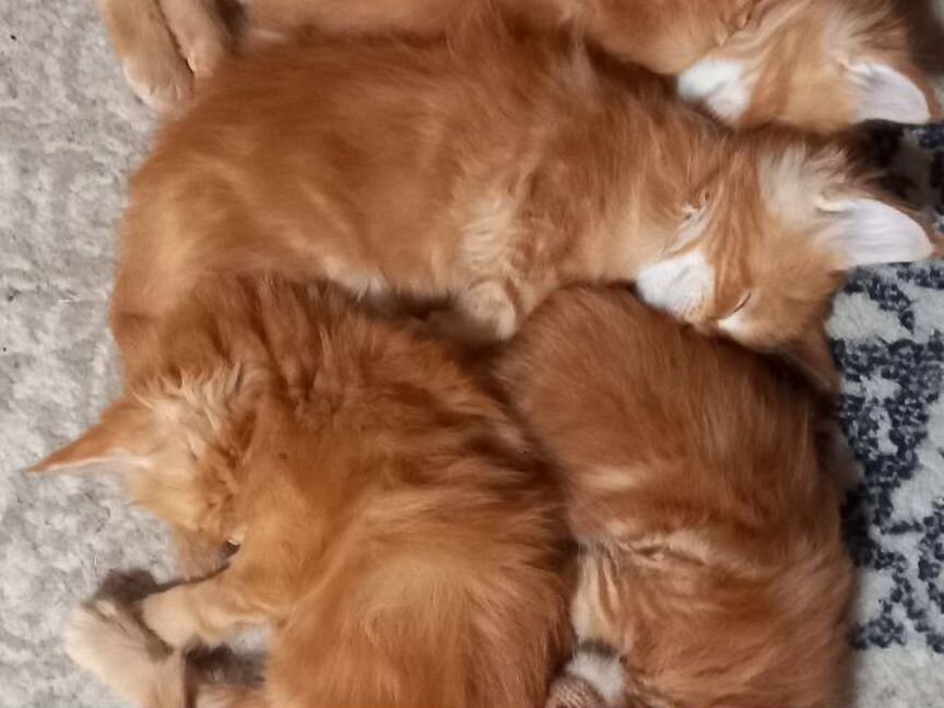 Продам девочку мейн-кун 24.01.2024