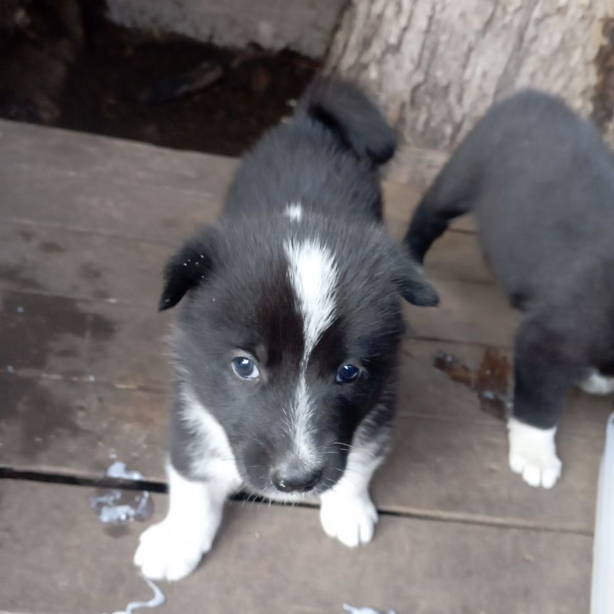 Щенки русско европейских лаек