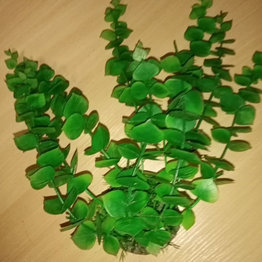 Растение для аквариума