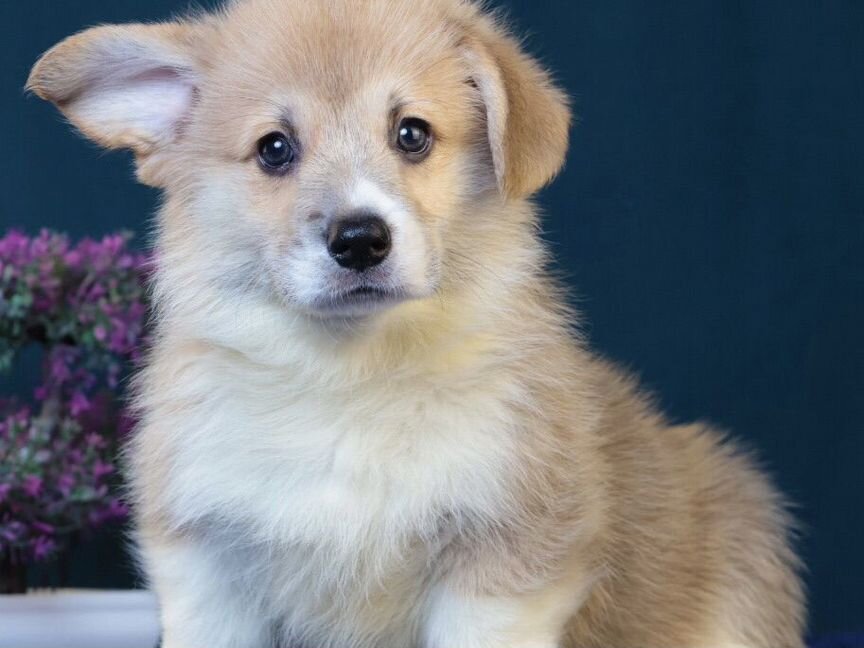 Красавчик Барклай Вельш Корги Пемброк