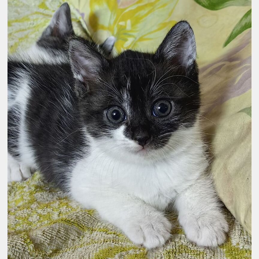 Котята 1.5 месяца в добрые руки