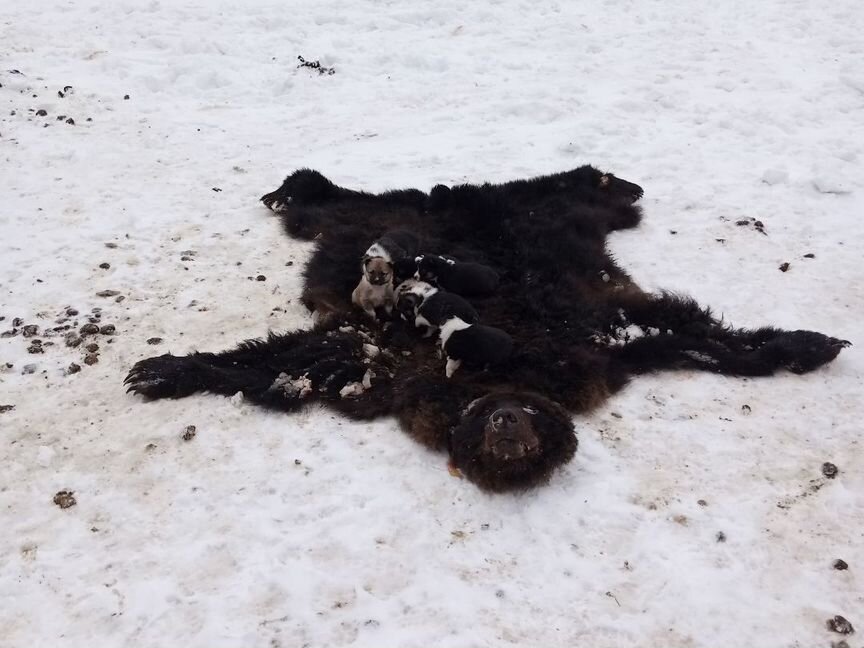 Щенки западно сибирской лайки