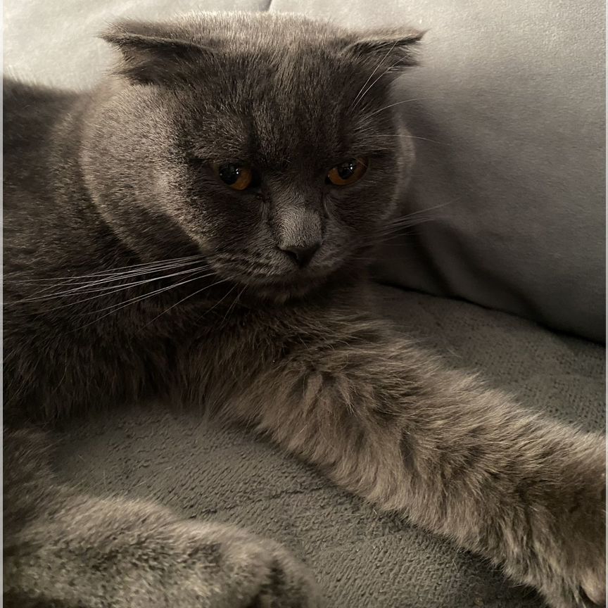 Британский длинношёрстный, взрослый кот