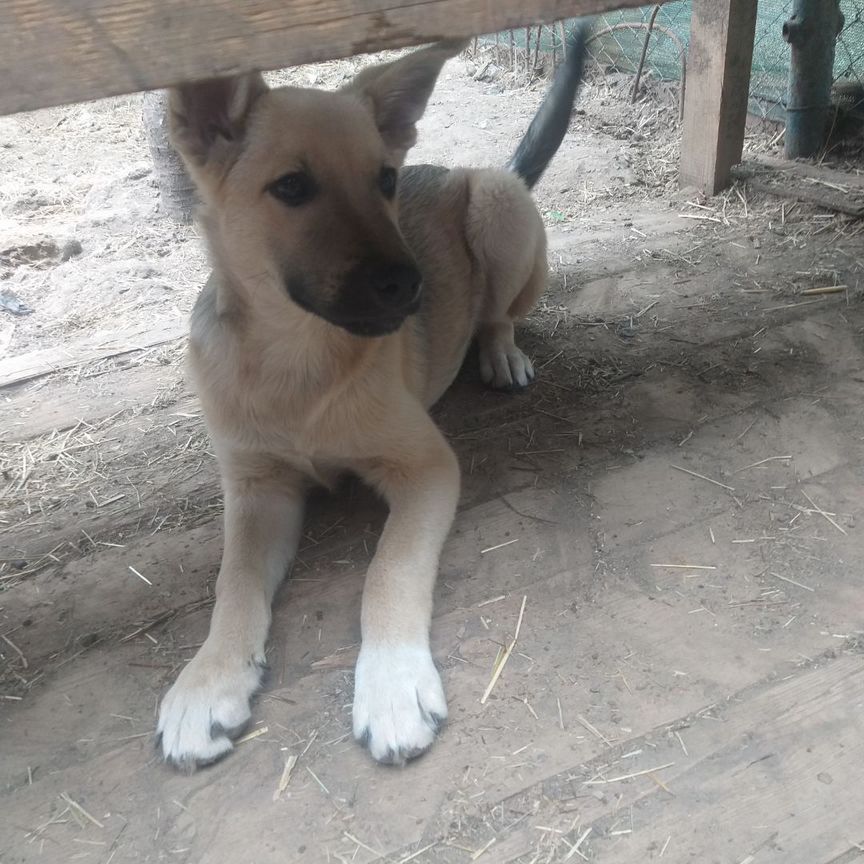 Собака в добрые руки отдам бесплатно