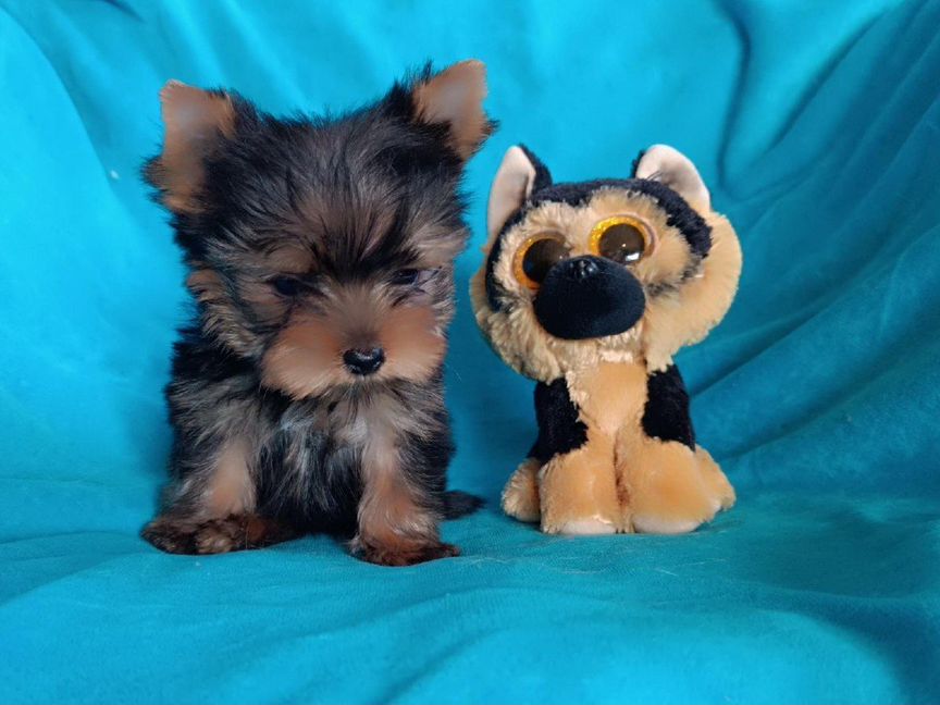 Йоркширский терьер