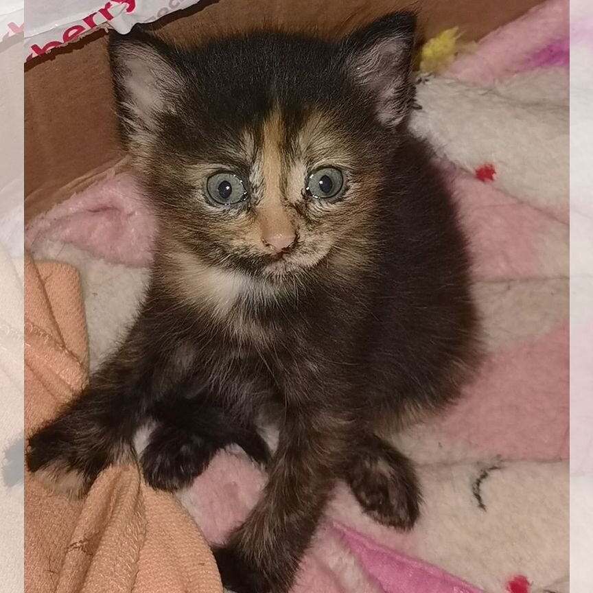 Котёнок в добрые руки