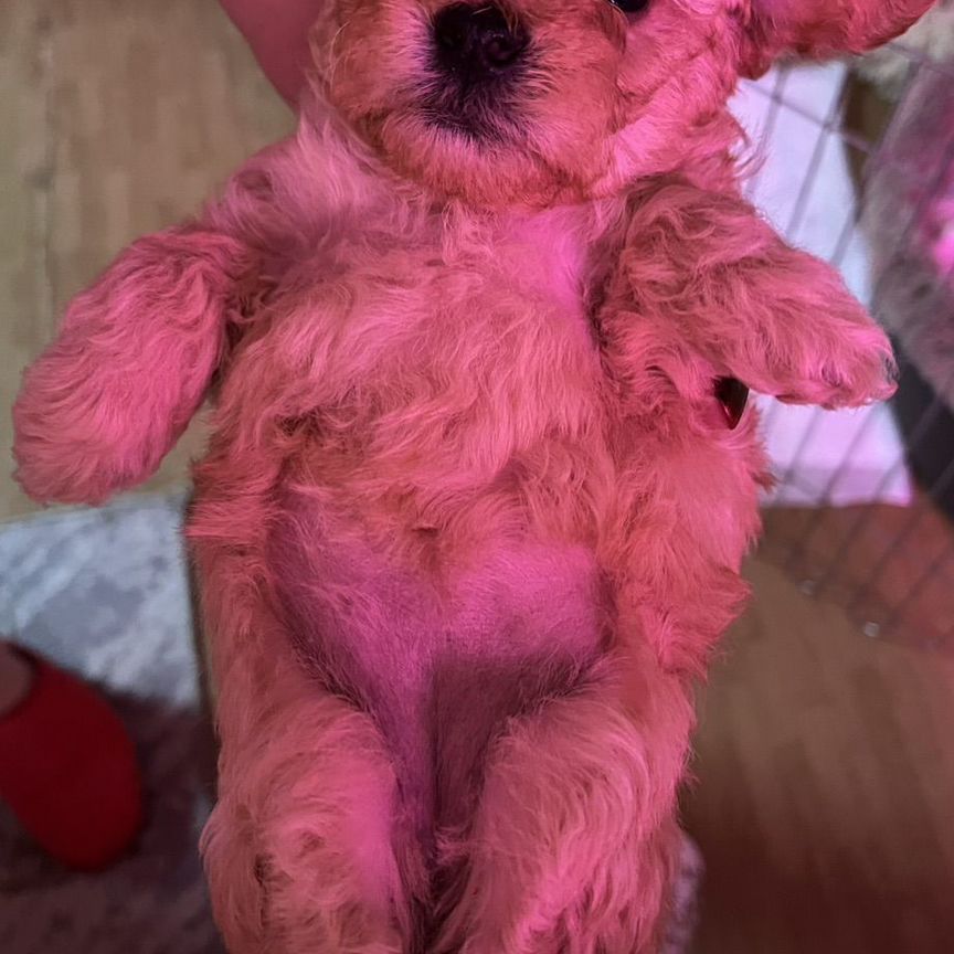 Тикап Тедди Китай Той-пудель