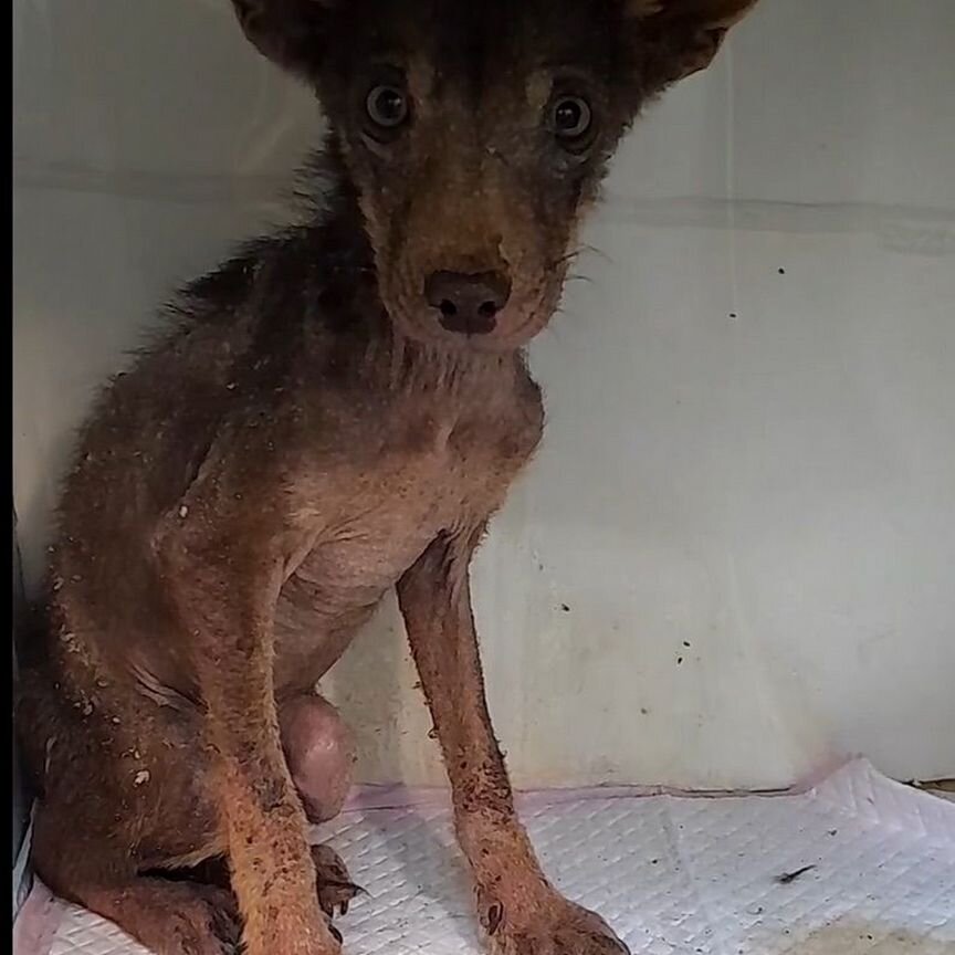 Маленький песик болеет в гос приюте. Нужен дом