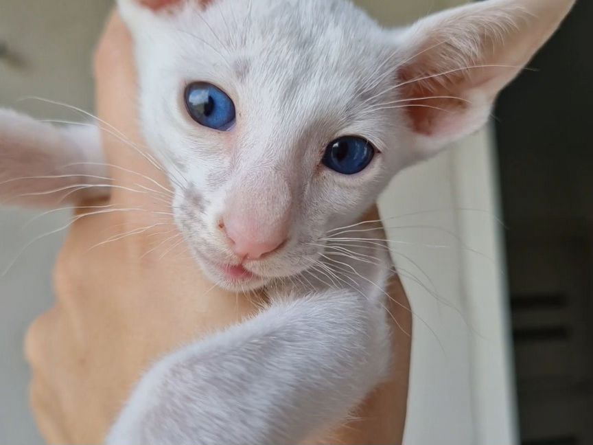 Ориентальные котята