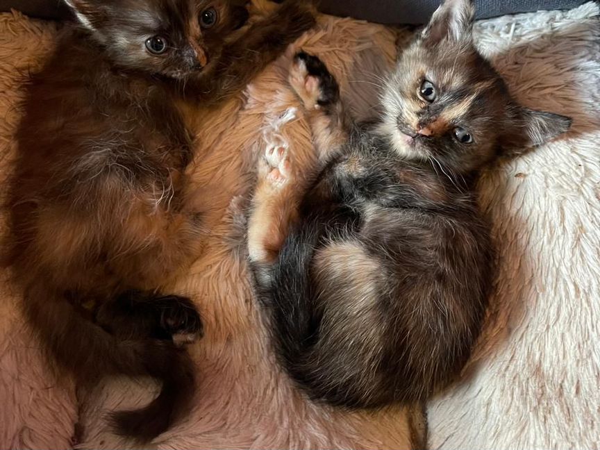 Котята в добрые руки бесплатно