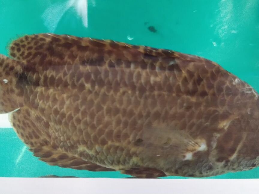 Рыбка Ктенопома отдам