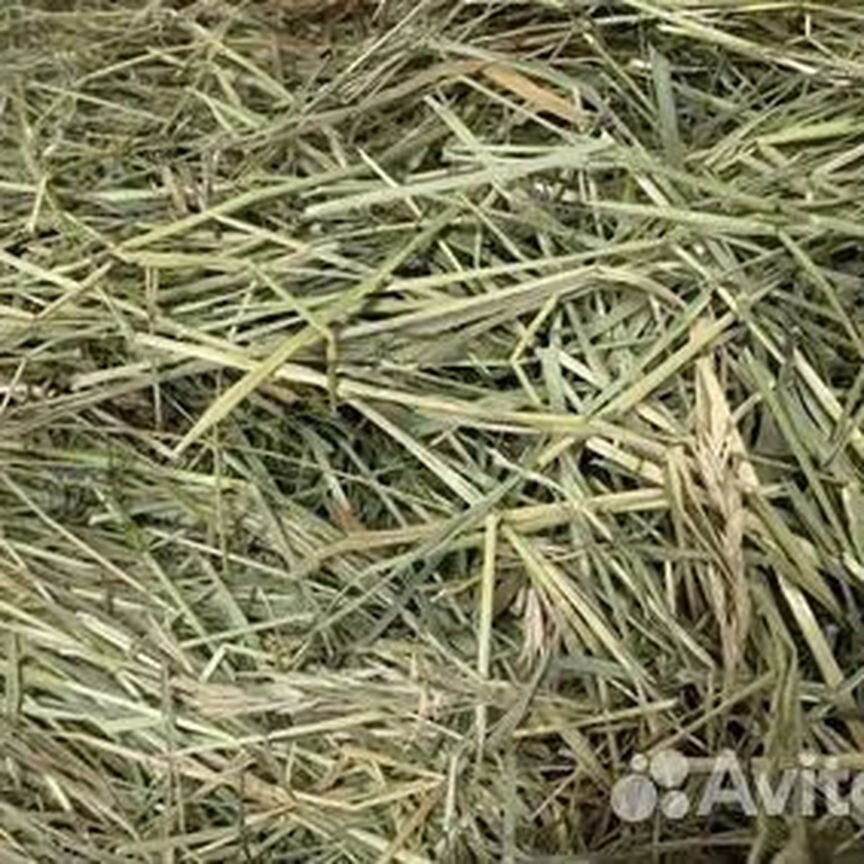 Продам сено