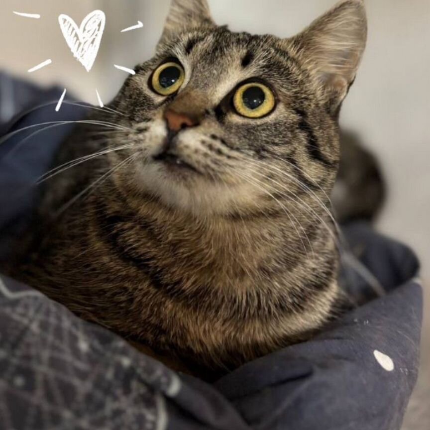 Взрослая, кошка в добрые руки