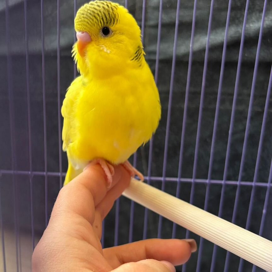 Волнистый попугай. Птенец