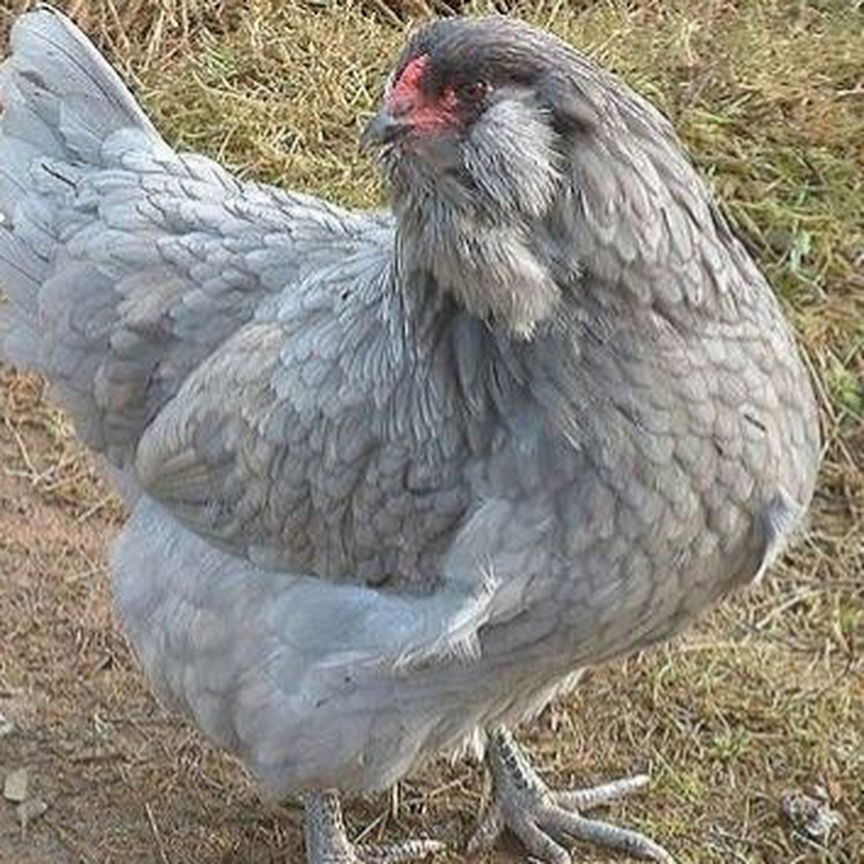 Куры амераукана