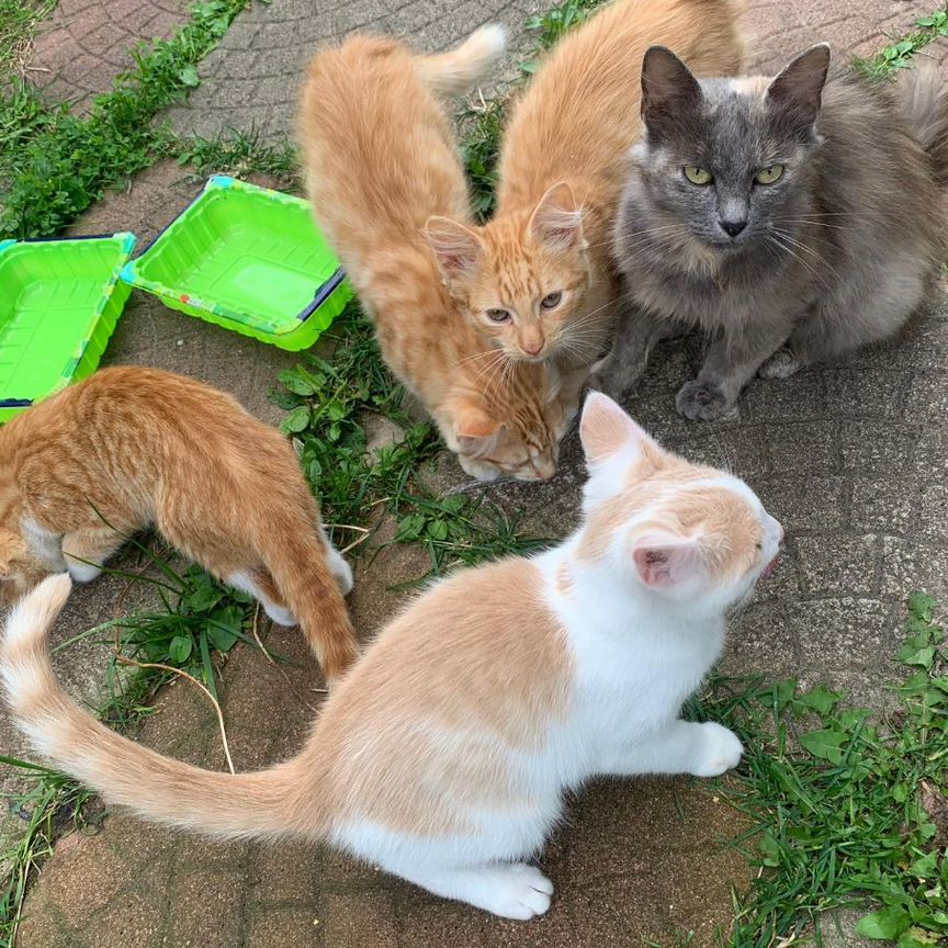 Рыжие котики приносят счастье