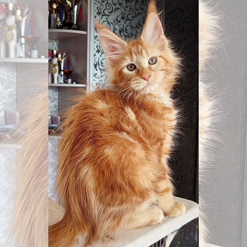 Мейн-кун котёнок
