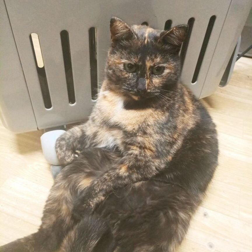 Бедная Фрося