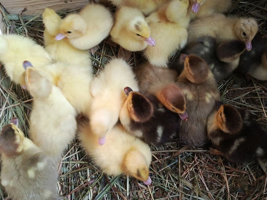 Ундоутята тяжелой линии