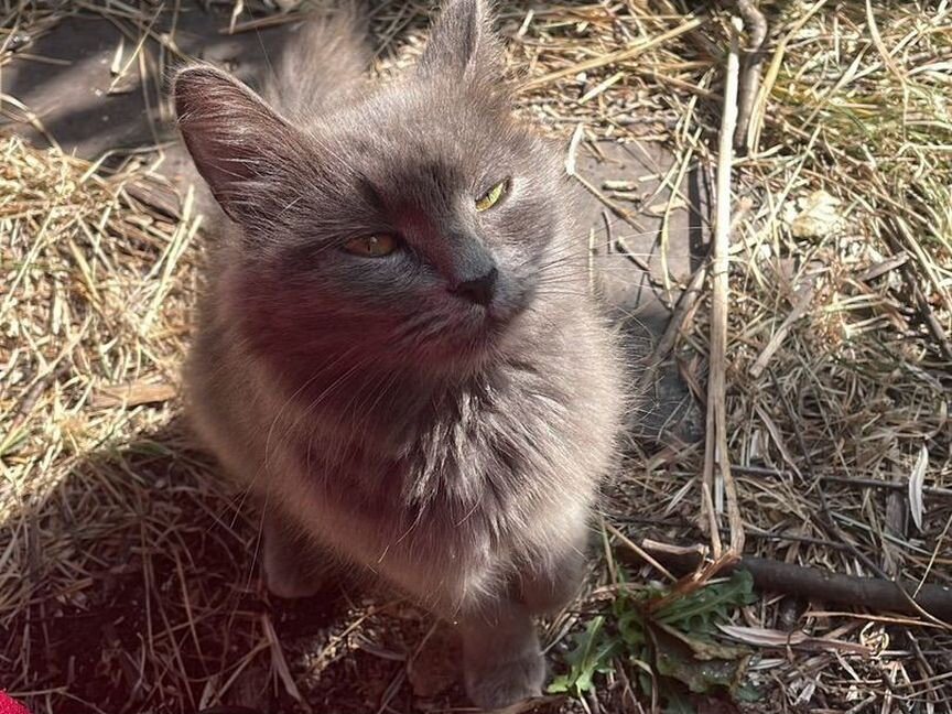 Кошка в добрый руки