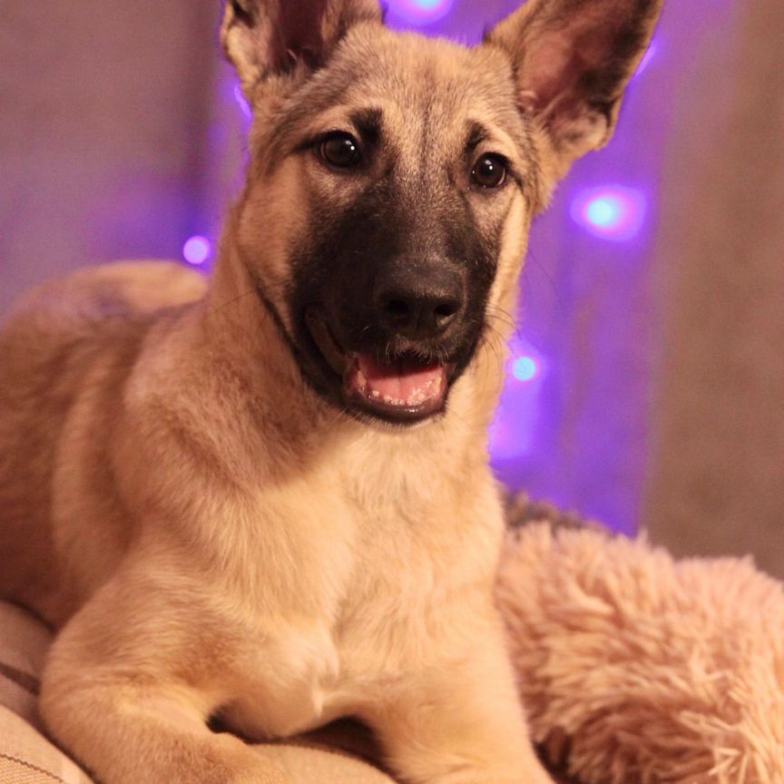 Немецкая овчарка метис