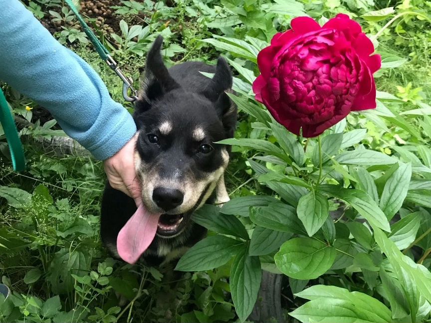 Щенок в добрые руки