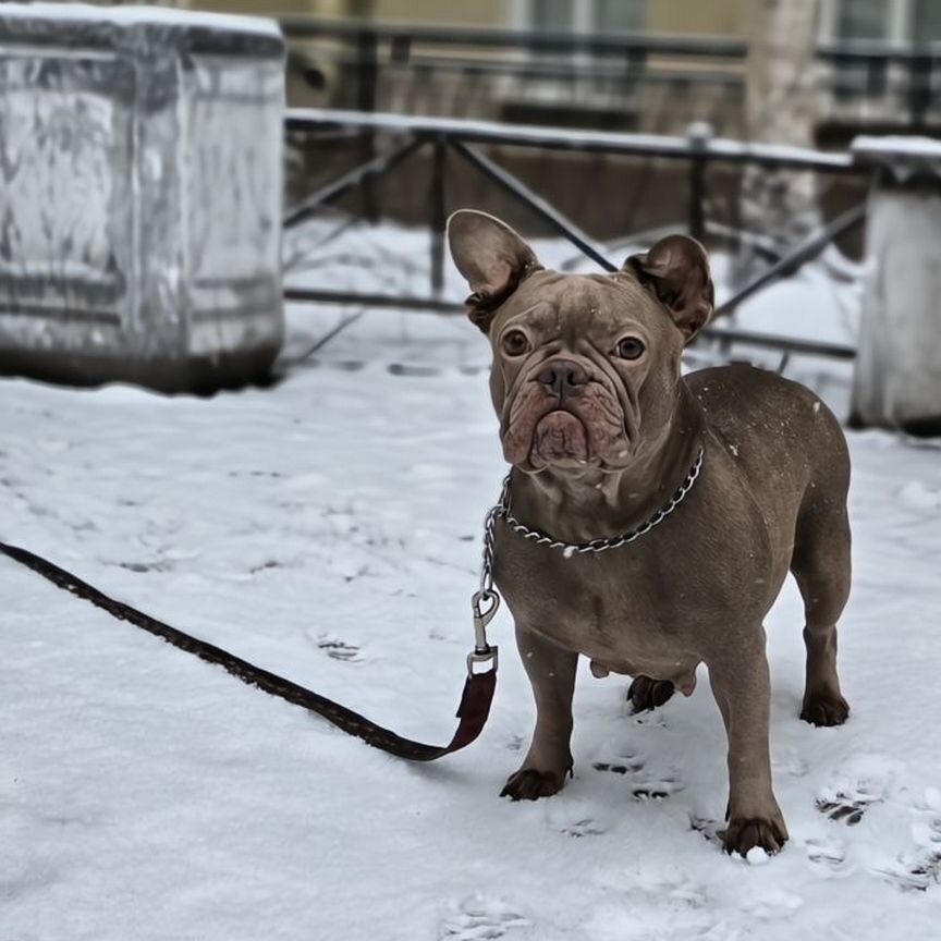 Французский бульдог, взрослая собака