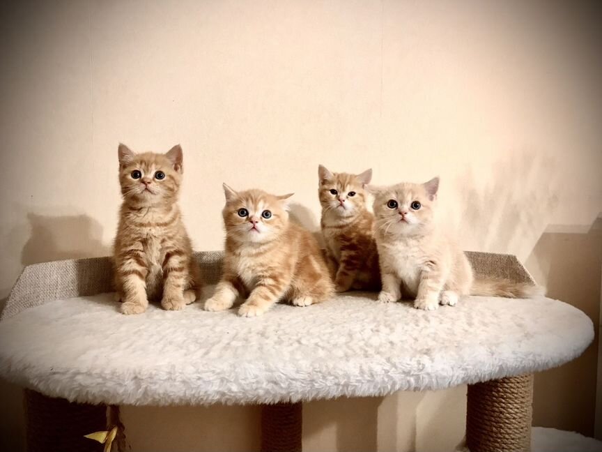 Рыжие котята скоттиш-страйт красный мрамор