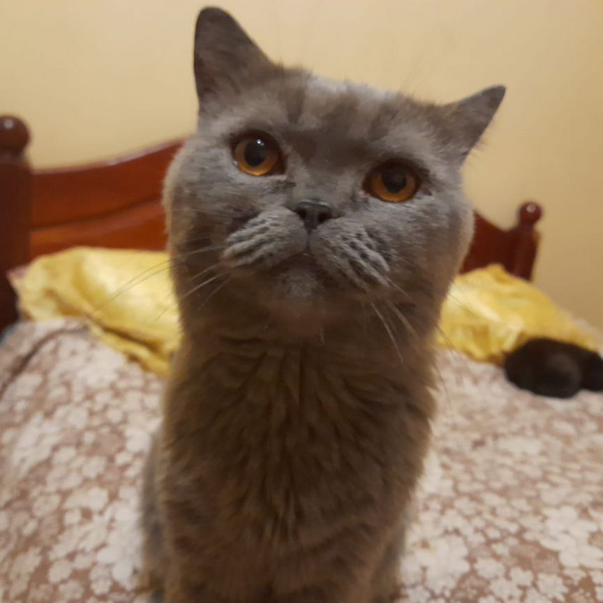 Шотландский кот