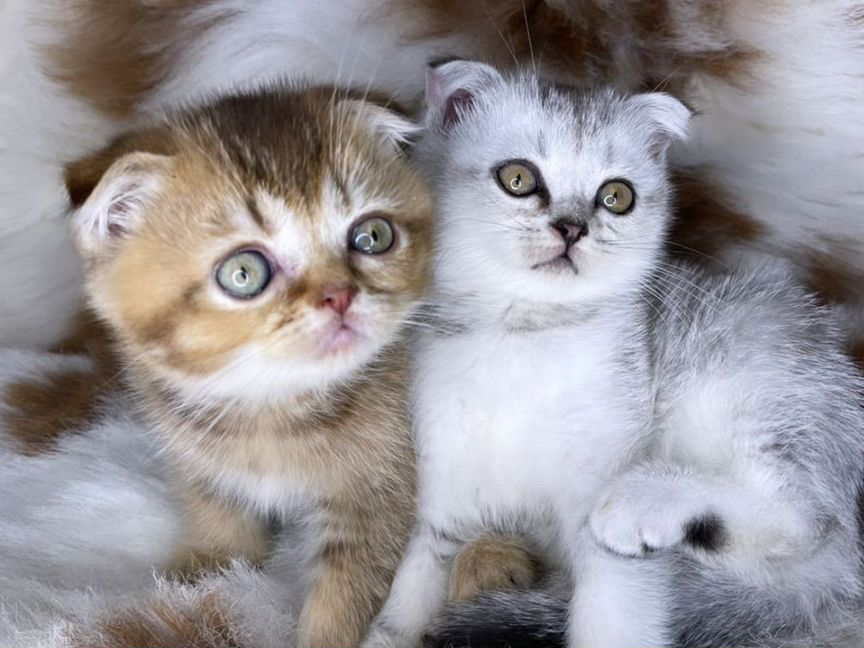 Шикарные Вислоухие Котятки