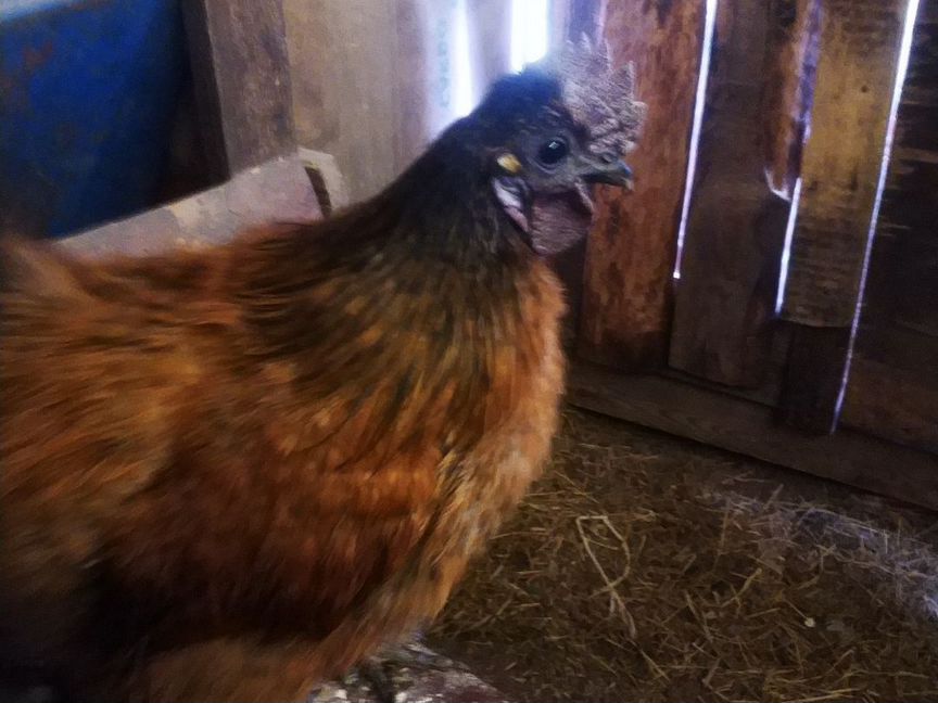 Куры китайские шёлковые петухи