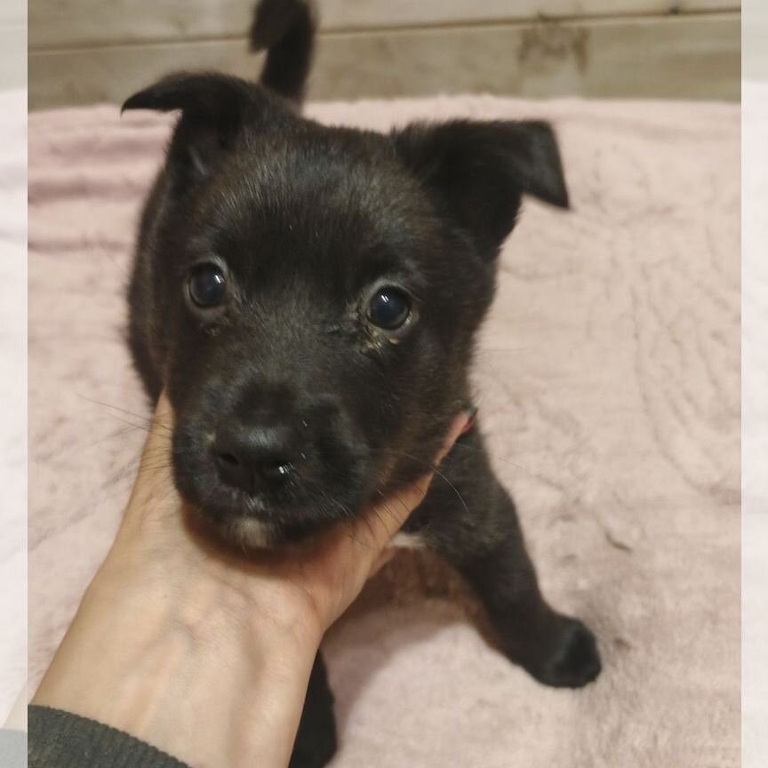 Лабрадор-ретривер, щенок