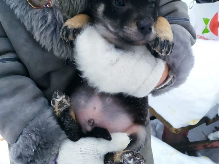 Мальчишка 2 мес от небольшой собаки