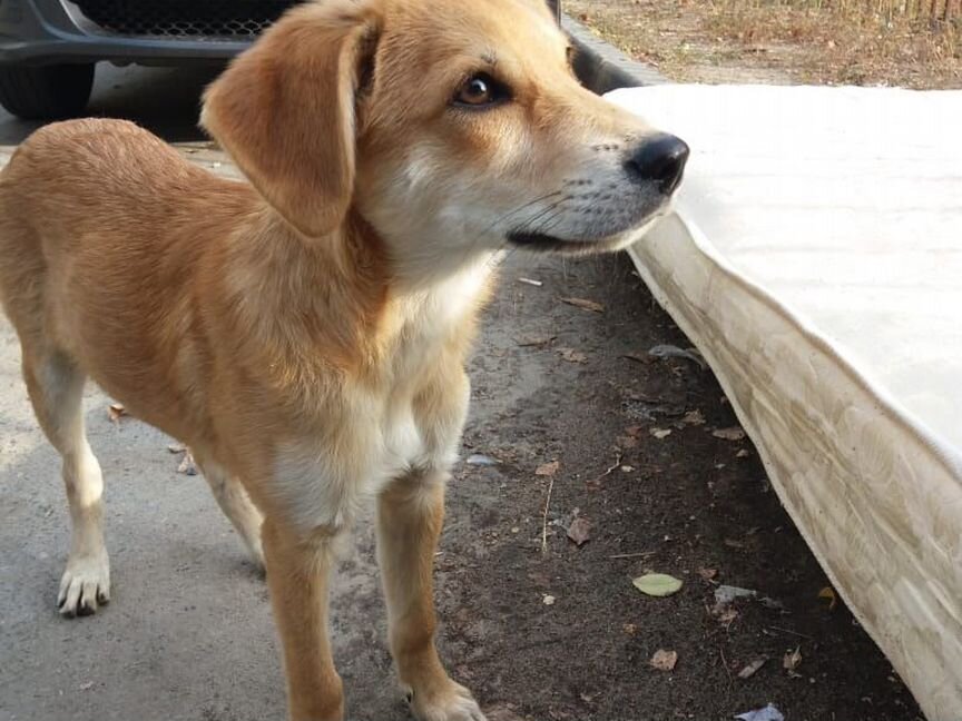 Щенок в добрые руки