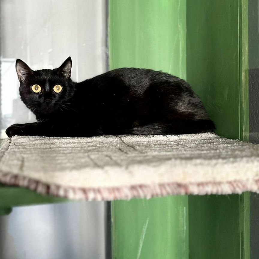 Кошечка Урсула ищет дом