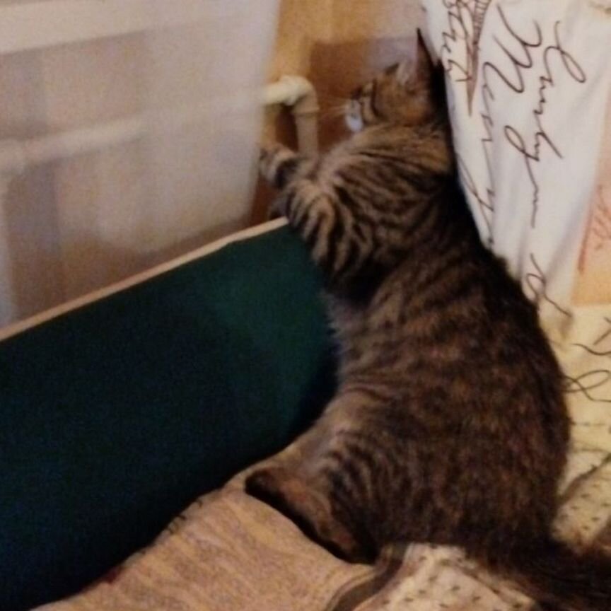 Молодые коты, 8 мес