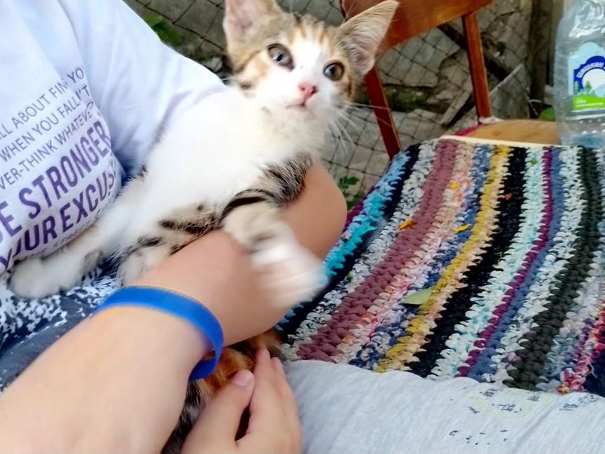 Котята ищут хороший дом