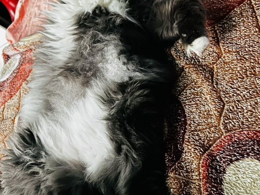 Отдам кота в добрые руки